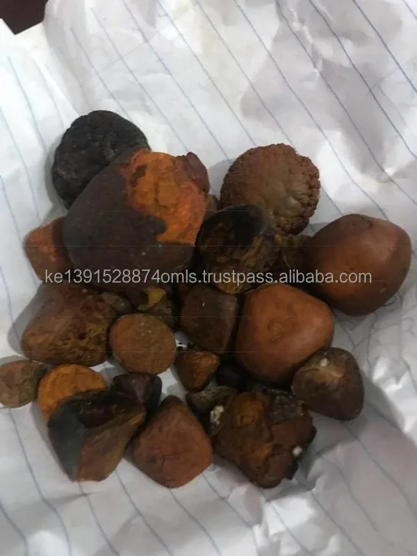 100 % Whole Ox Cattle Gallstone / Cow Gallstone / Natural Bezoar ...