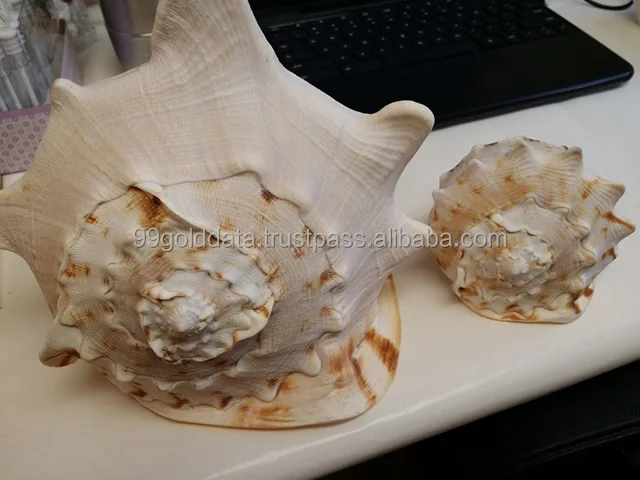 Natural Big Size Conch Shell Cassia Seashell Cassia Cornuta Seahsell ...