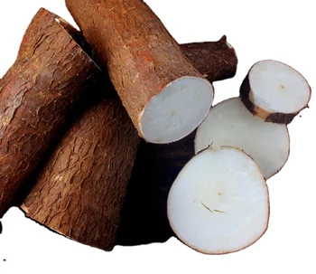 Tapioca Maturity Cultivation Cassava Competitive Price Dried Sliced ...