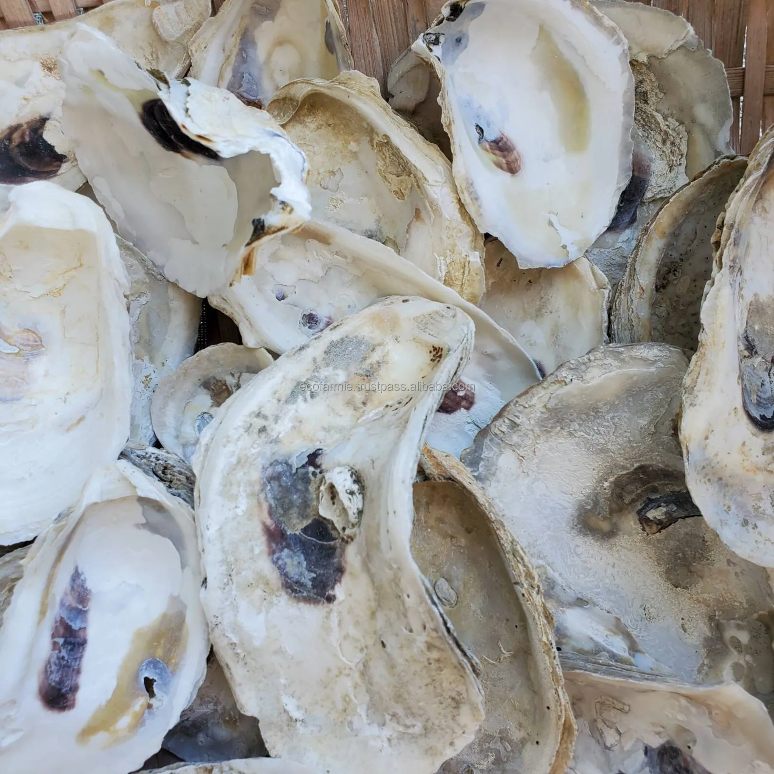 Natural Oyster Half Shells - Eco-Friendly Decor Solutions