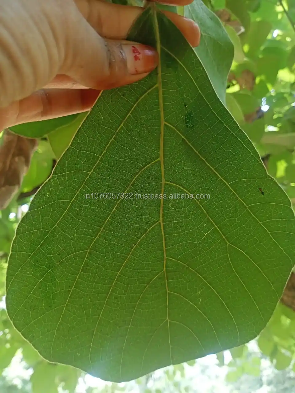 Indian Disposal Palash Leaf Plates Indian Organic Plate Sal Leaf ...