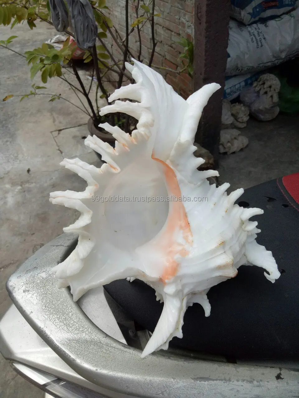 Natural Big Size Conch Shell Cassia Seashell Cassia Cornuta Seahsell ...