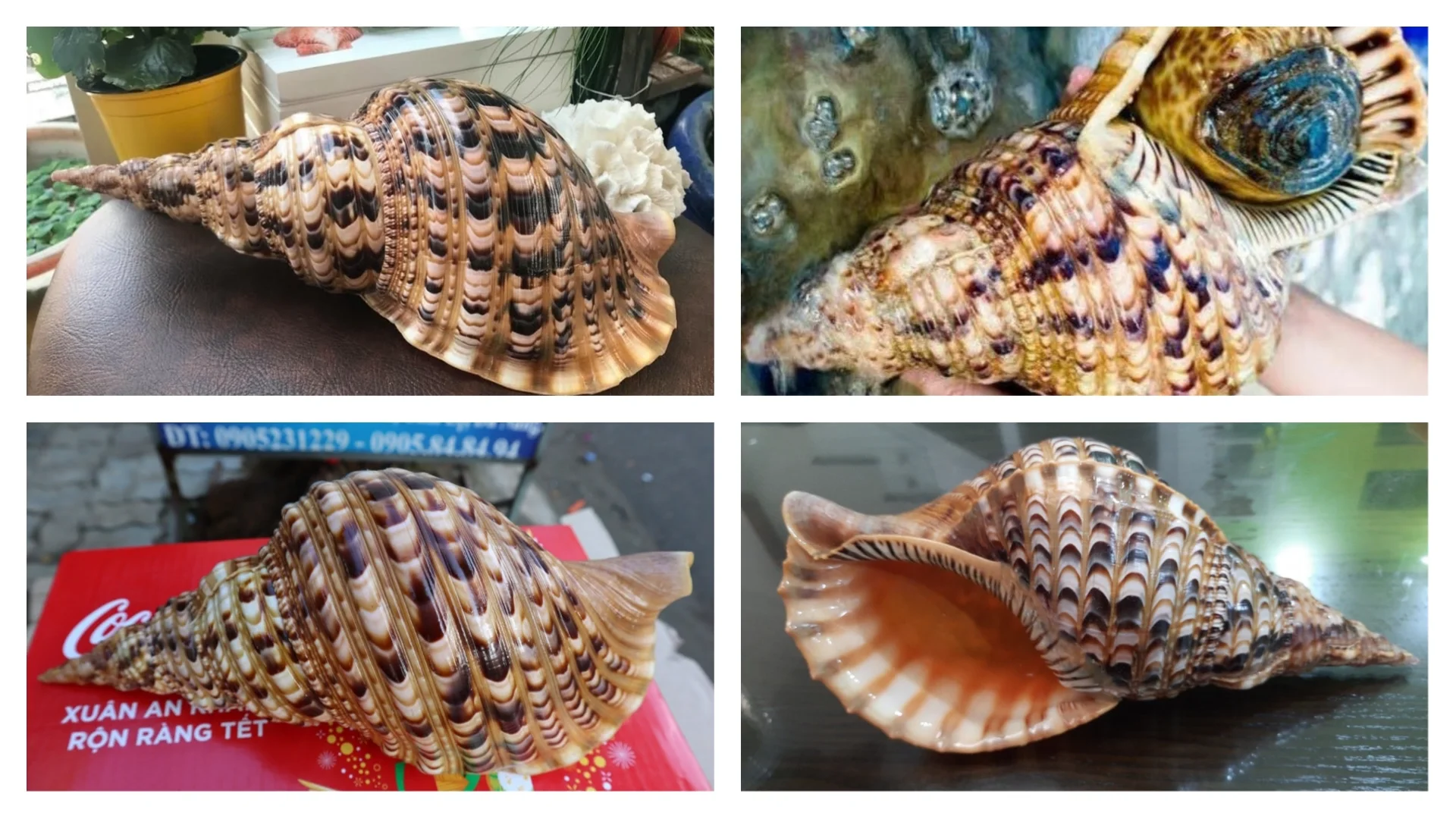 Big Triton Seashells Trumpet Conch Shell For Sale Collectible Ocean ...