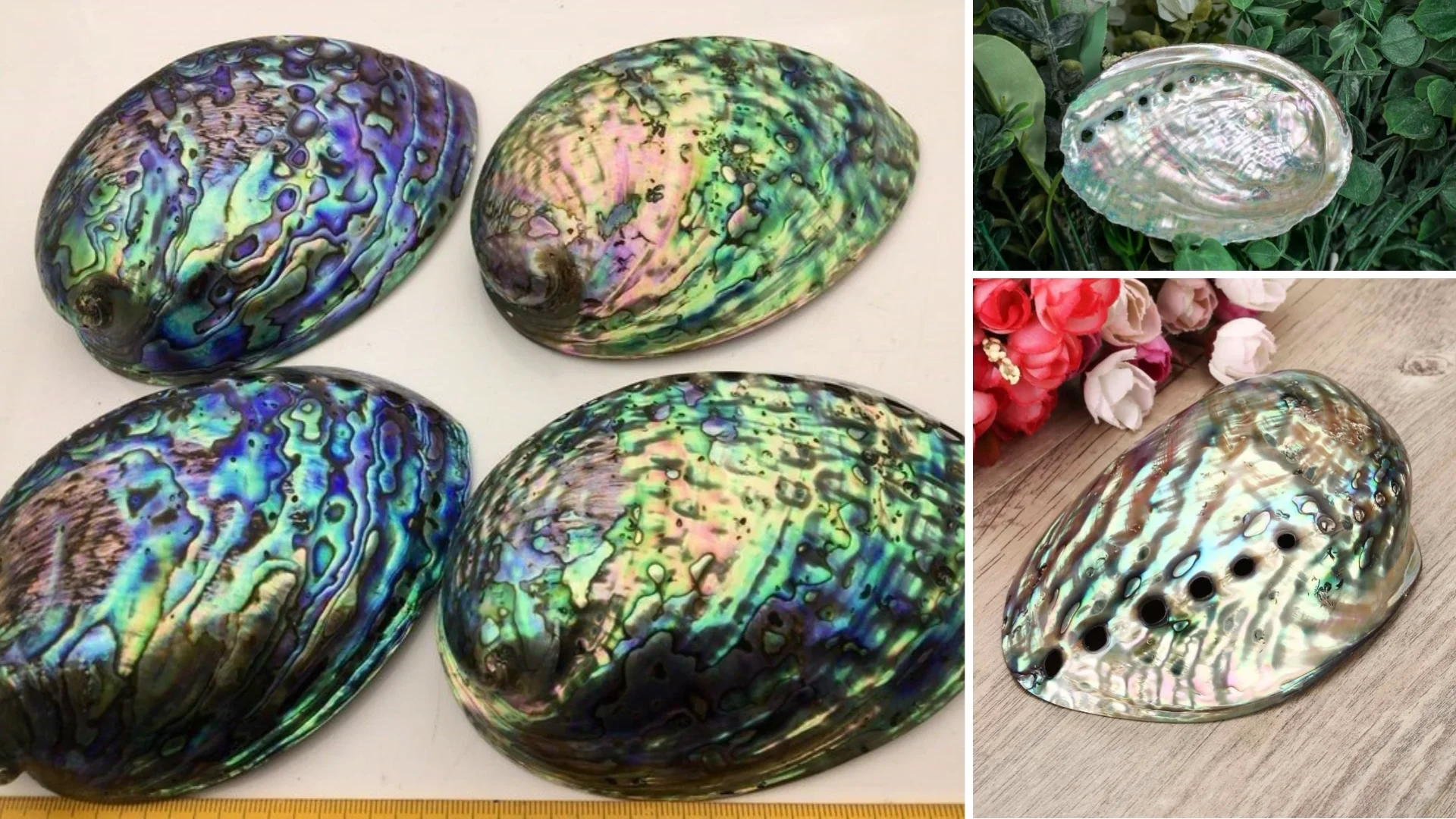 Raw Abalone Shell Polished Abalone Shell For Making Accessories And ...