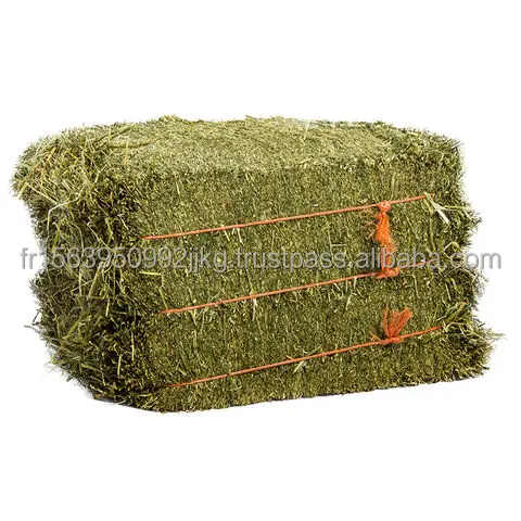 Top Quality Approved Alfalfa Hay With High Protein For Animal Feeding ...