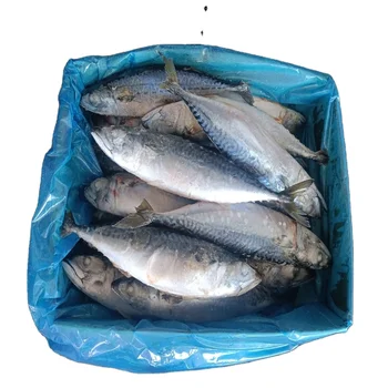 Best Quality Frozen Atlantic Mackerel Bulk Mackerel 100% (norway) Fresh ...