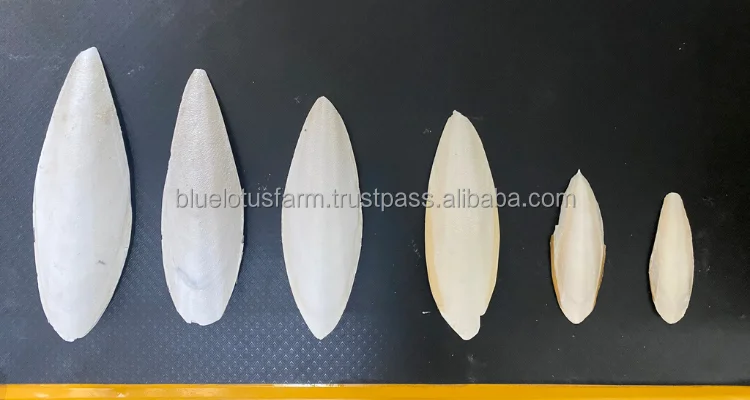 The Greatest Dried Cuttlefish Bone for Personalized Pet Gifts and the ...