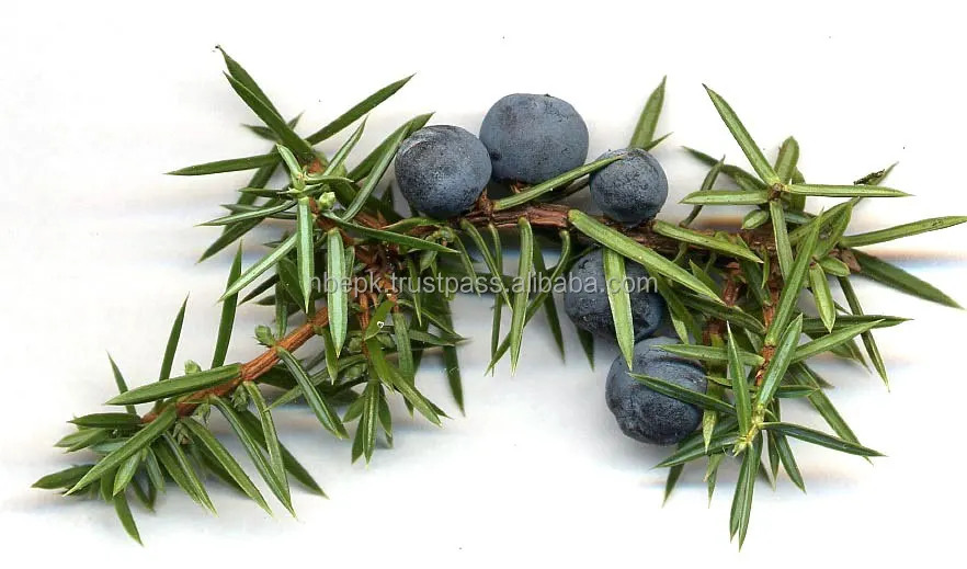 Juniper Berries Oil Possesses Antibacterial And Antifungal Properties ...
