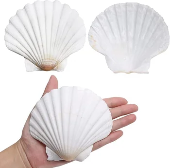 Made Completely Of Natural Seashells From Scallops In Vietnam,Ready For ...