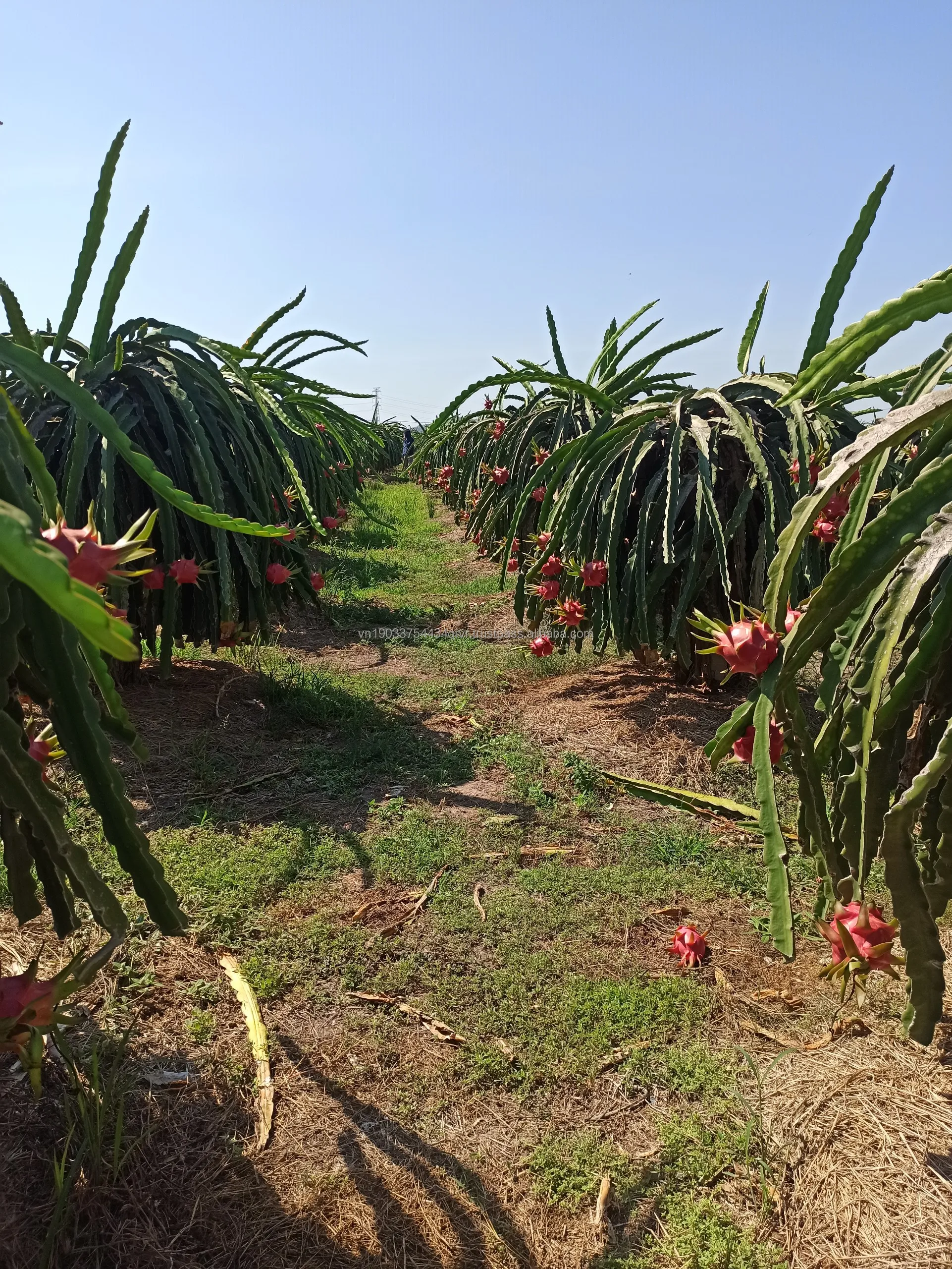 Fresh Dragon Fruit From Farm Origin Vietnam Best Price For Export ...