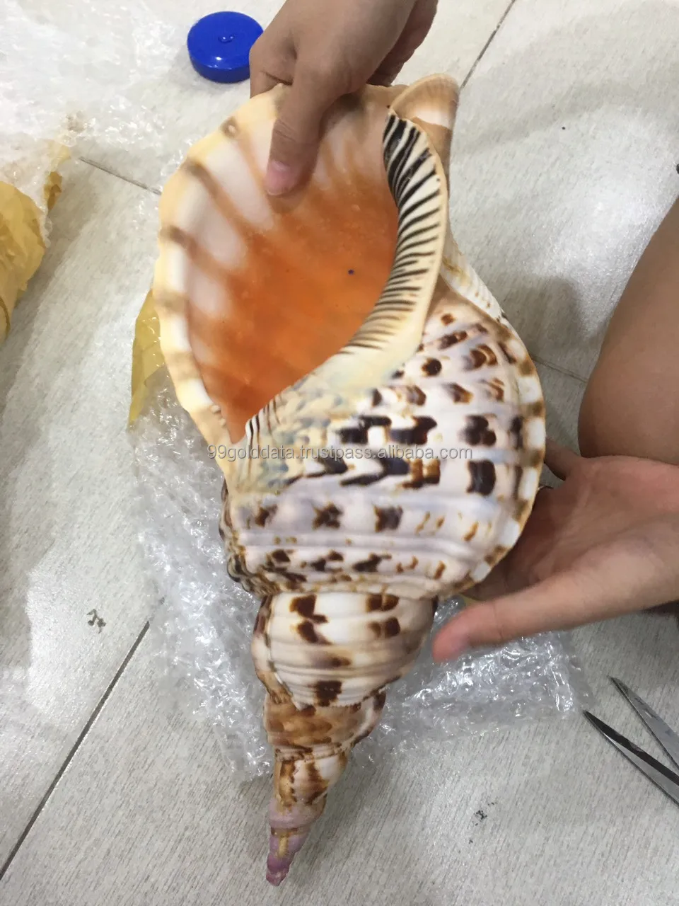 Natural Big Size Conch Shell Cassia Seashell Cassia Cornuta Seahsell ...