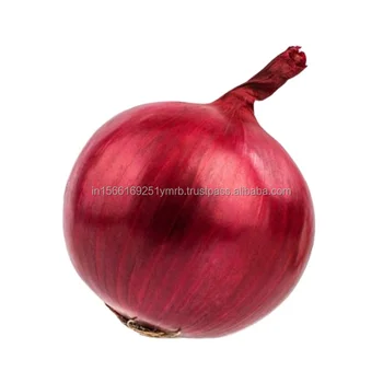 Premium Fresh Red Onion Origin Zimbabwe High-grade Non-gmo Red Onions ...
