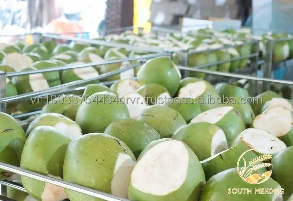 Fresh Young Coconut From Viet Nam Oem Brands Cheap Price Good Quality ...