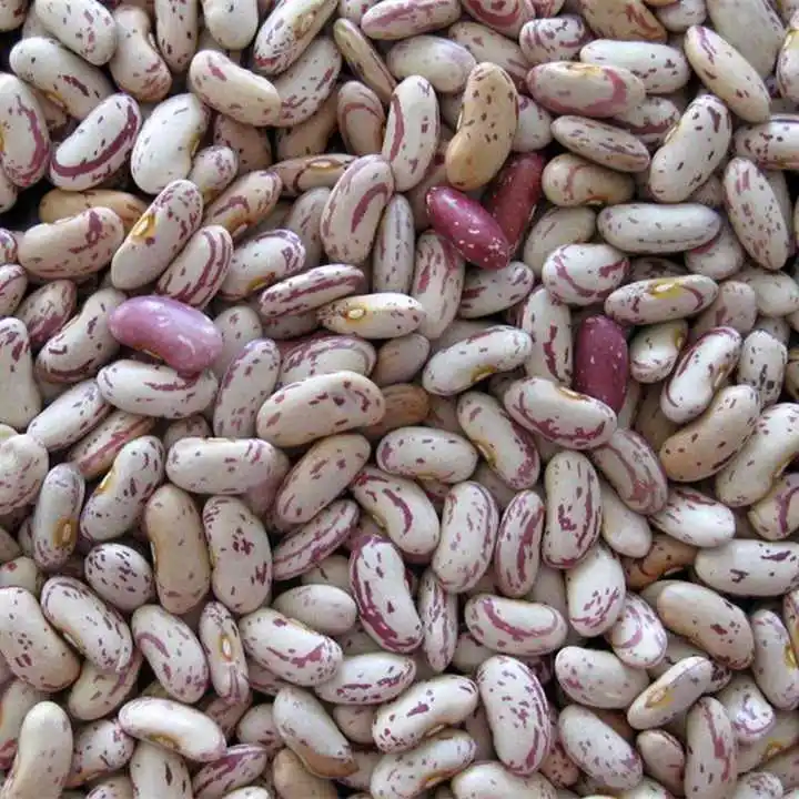 Organic Light Speckled Kidney Beans Red Sugar Bean Pinto Bean Dried and ...