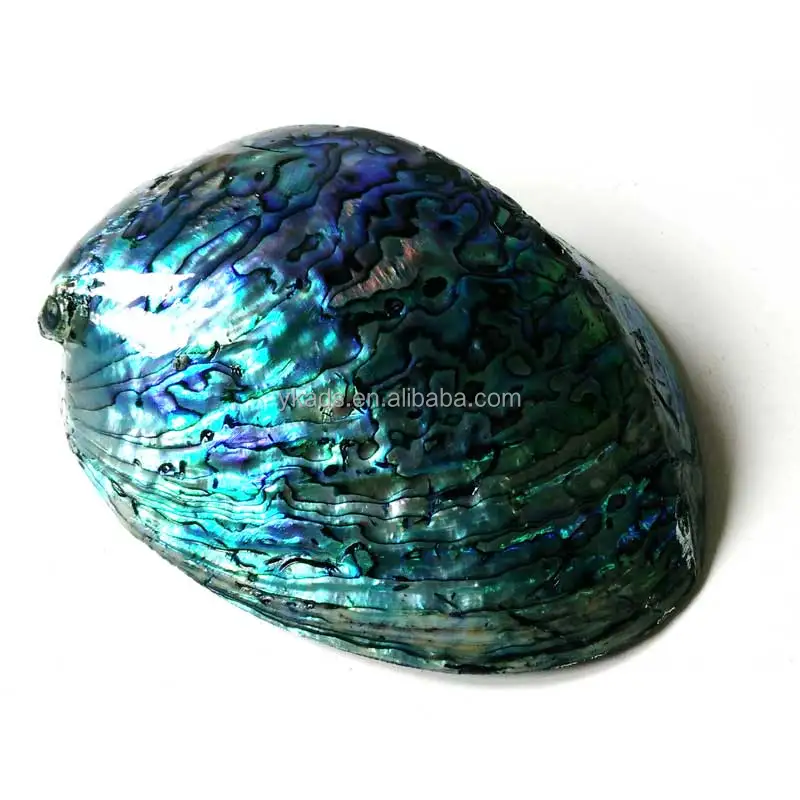 Large Oval Sea Paua in Shell Art Usage| Alibaba.com
