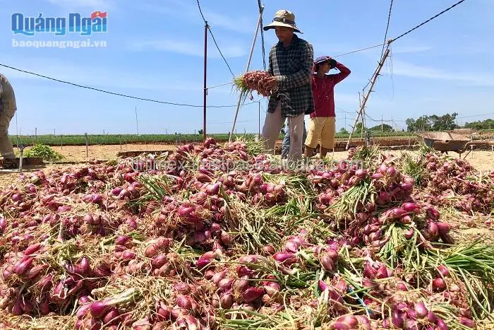 Vietnamese Purple Onion/ Red Onion/ Purple Onion Seeds (tel ...