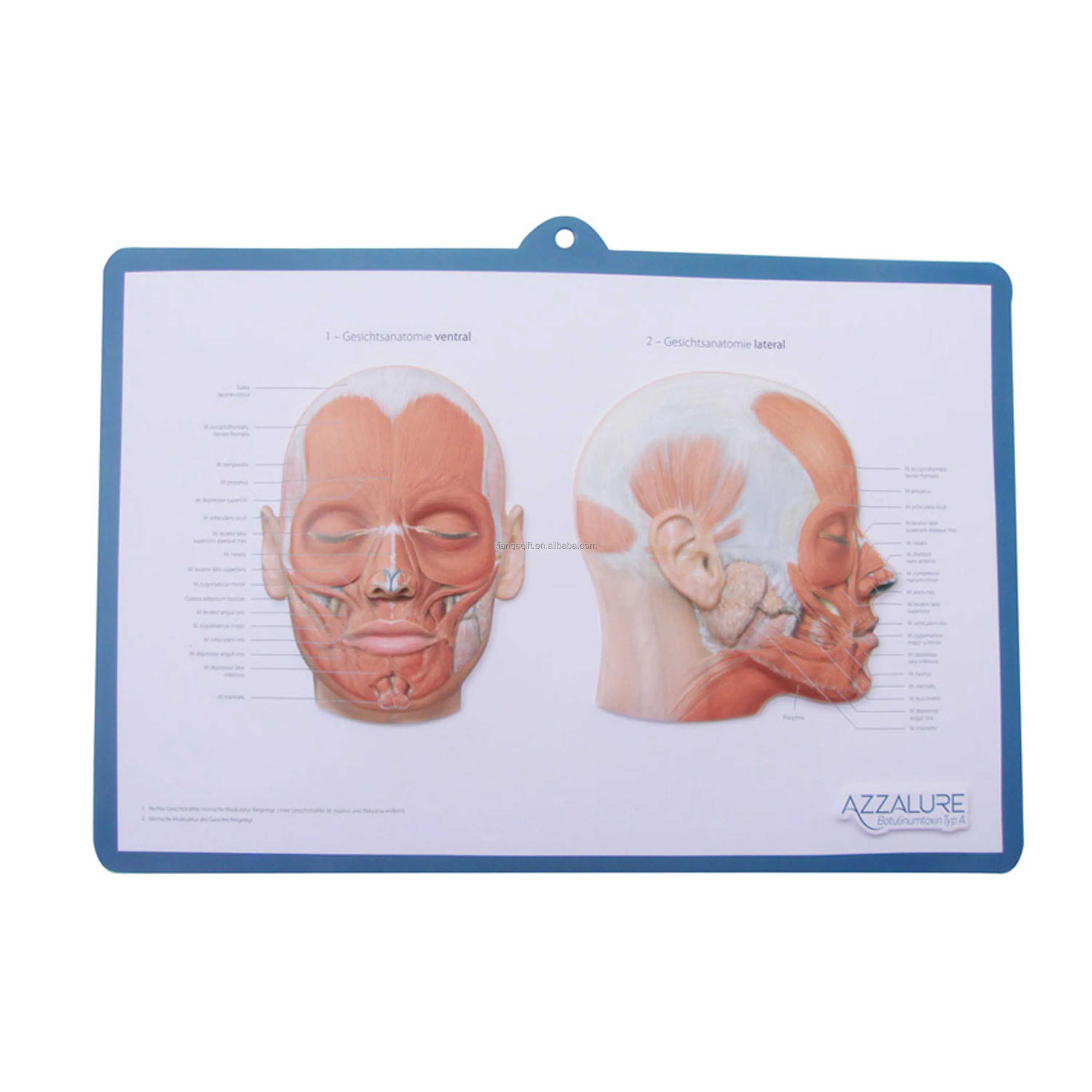 Customized 3D Medical Poster PVC Medical Wall Chart With Design ...