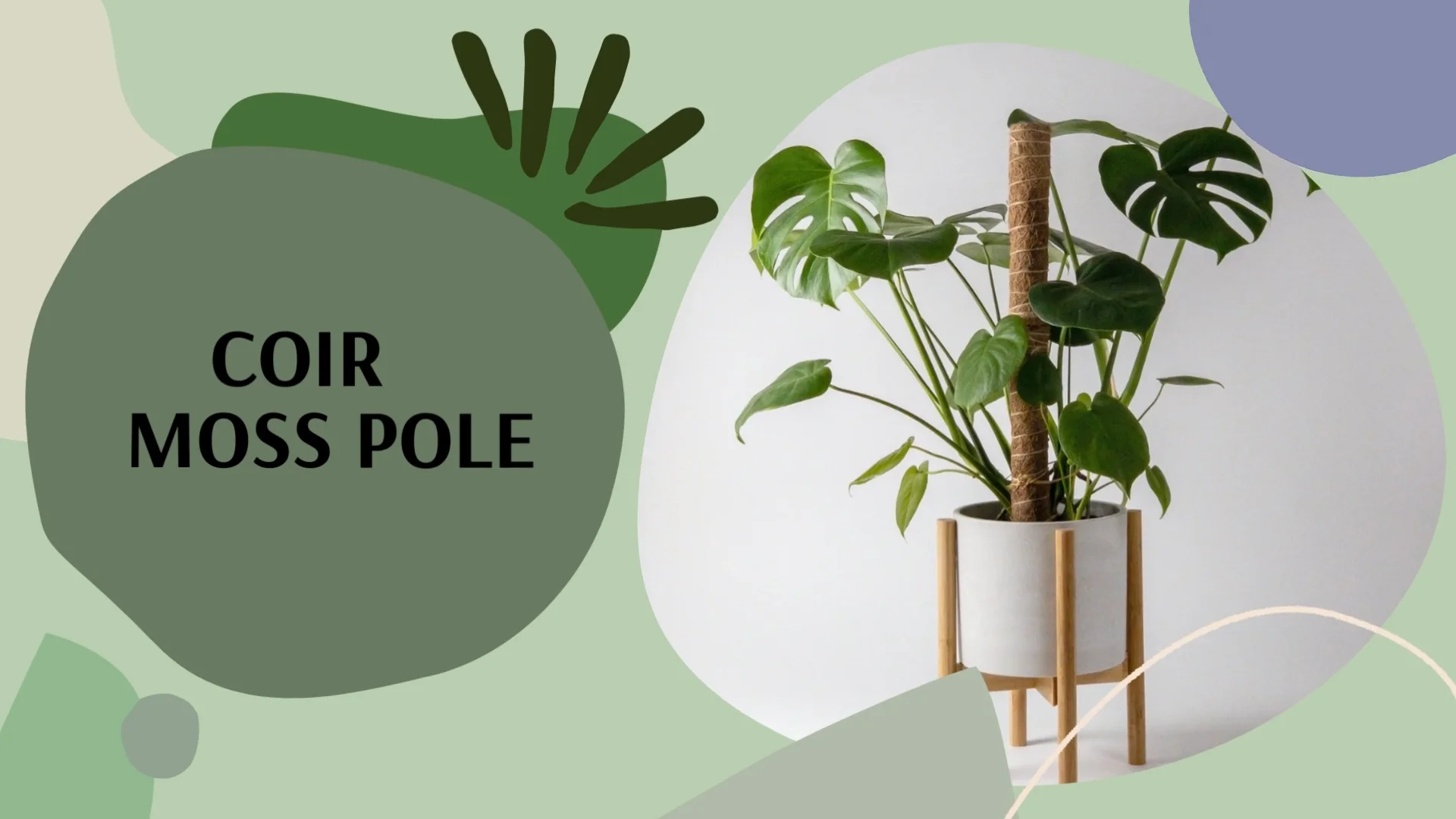 Hot 2024!! Coco Coir Moss Pole/coco Coir Moss Pole Maker/ Moss Pole ...