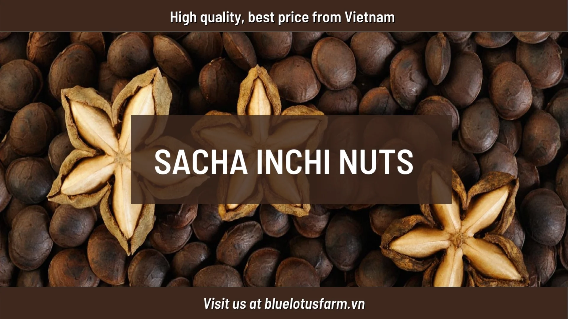 Roasted Sacha Inchi Seeds Sacha Inchi Seed Viet Nam Nuts Incas With ...