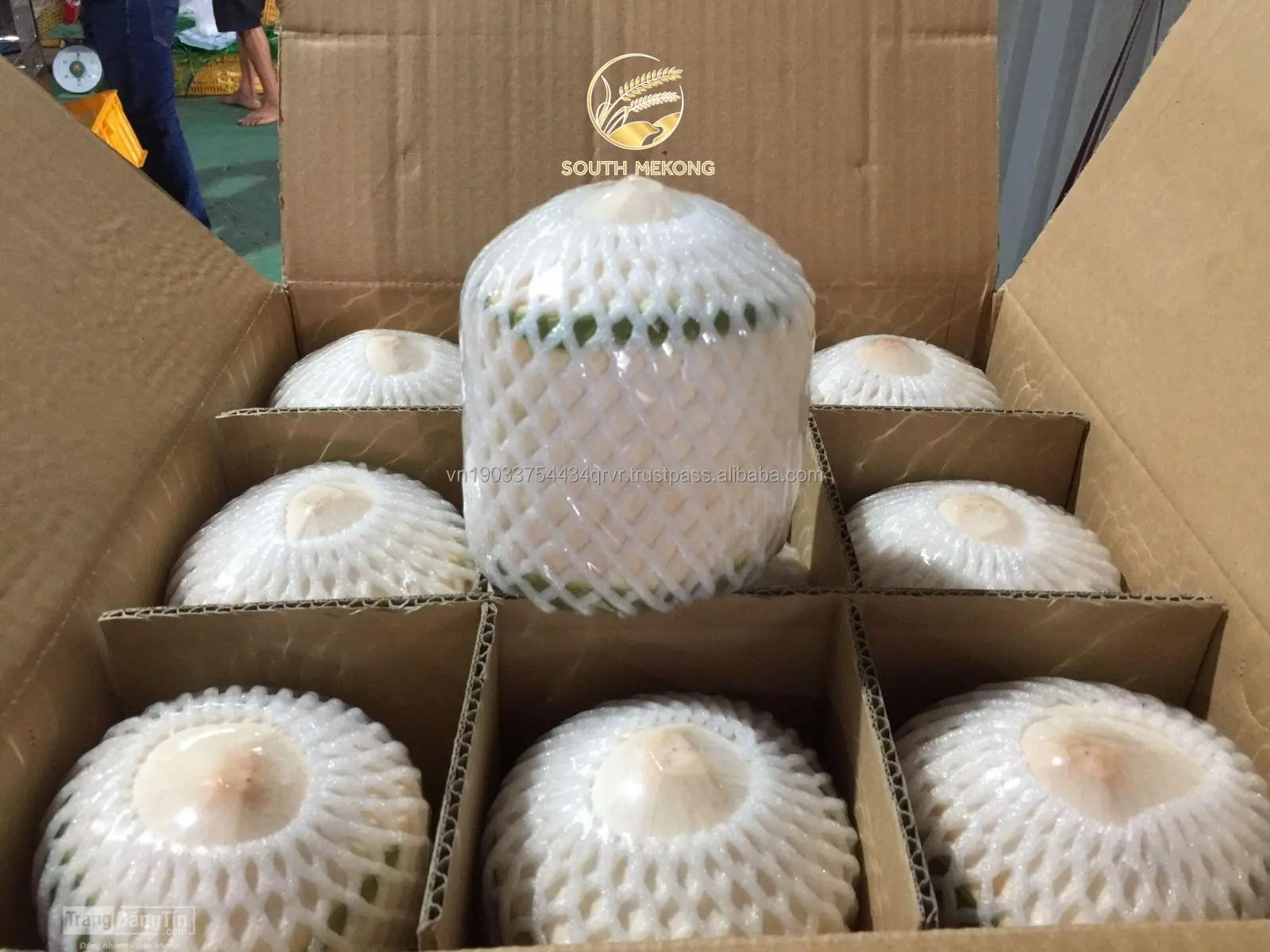 Fresh Young Coconut From Viet Nam Oem Brands Cheap Price Good Quality ...