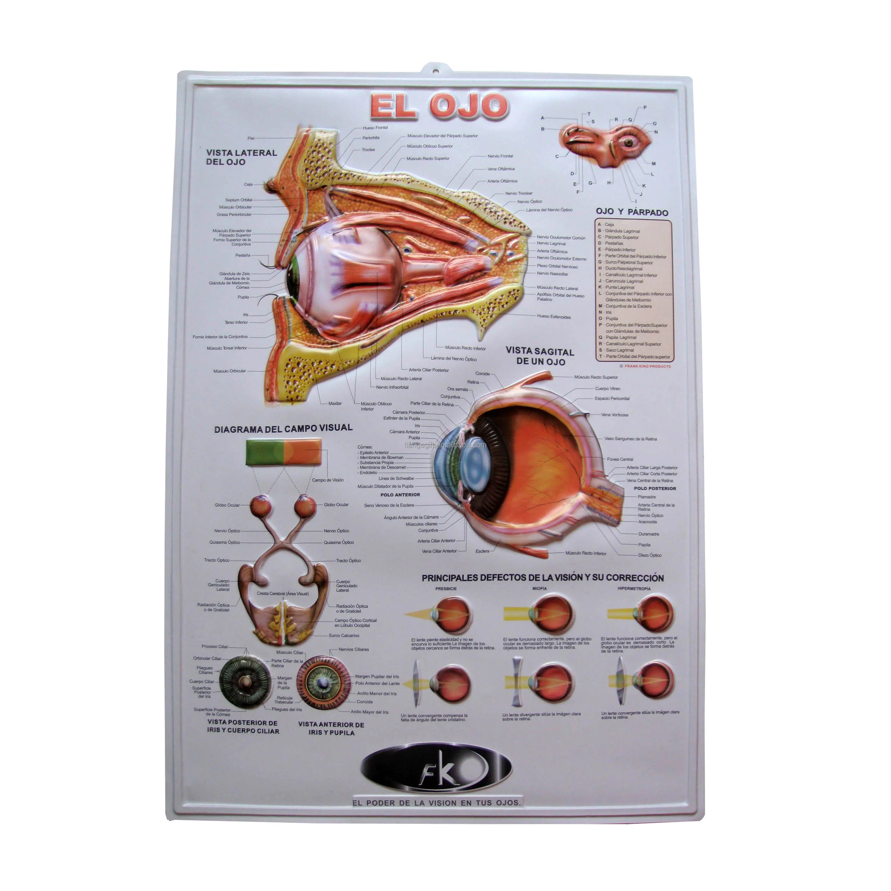 Customized 3D Medical Poster PVC Medical Wall Chart With Design ...