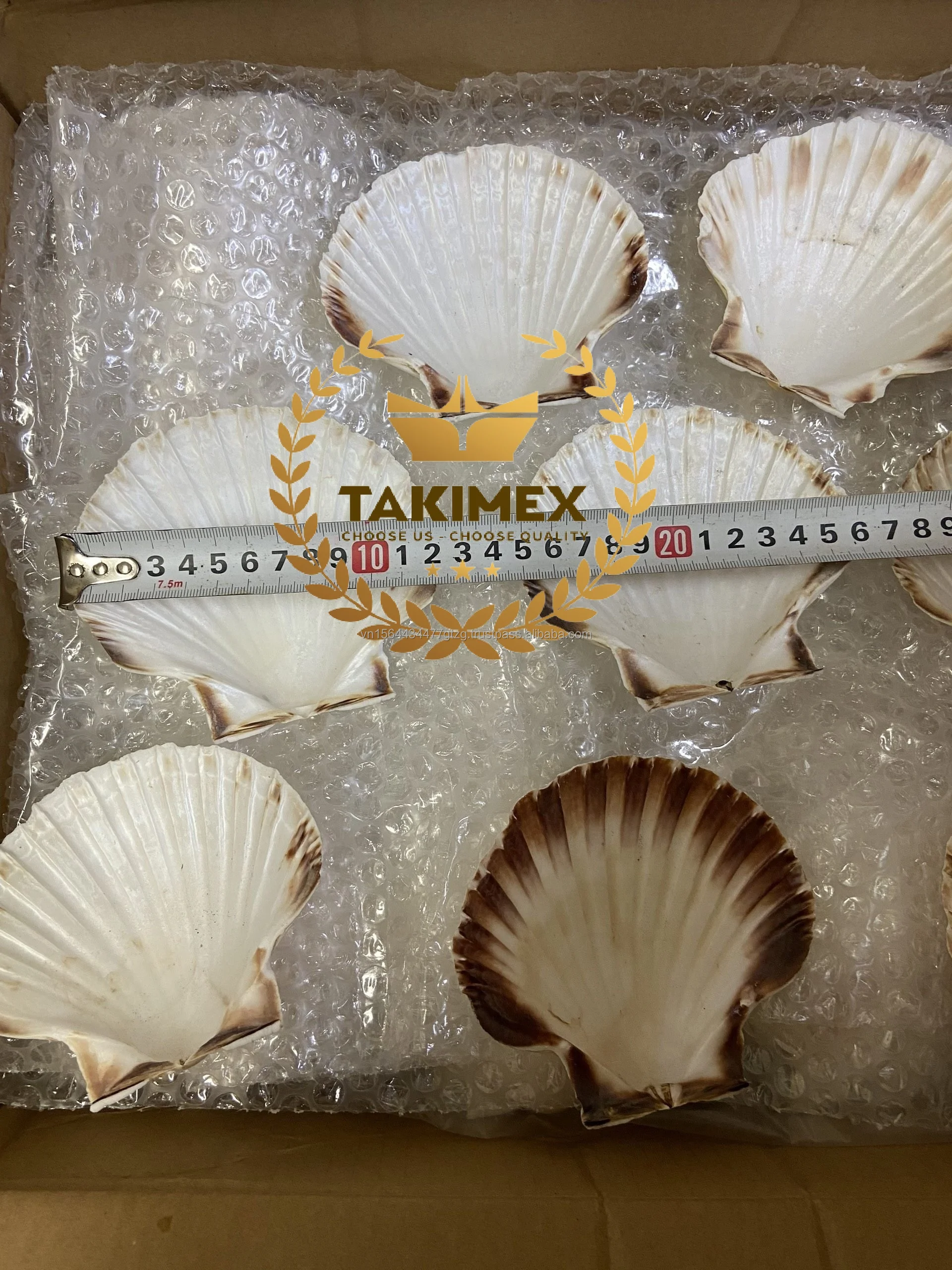 Seashells for Crafts - Dried Scallop Shell - Abalone Shell Craft