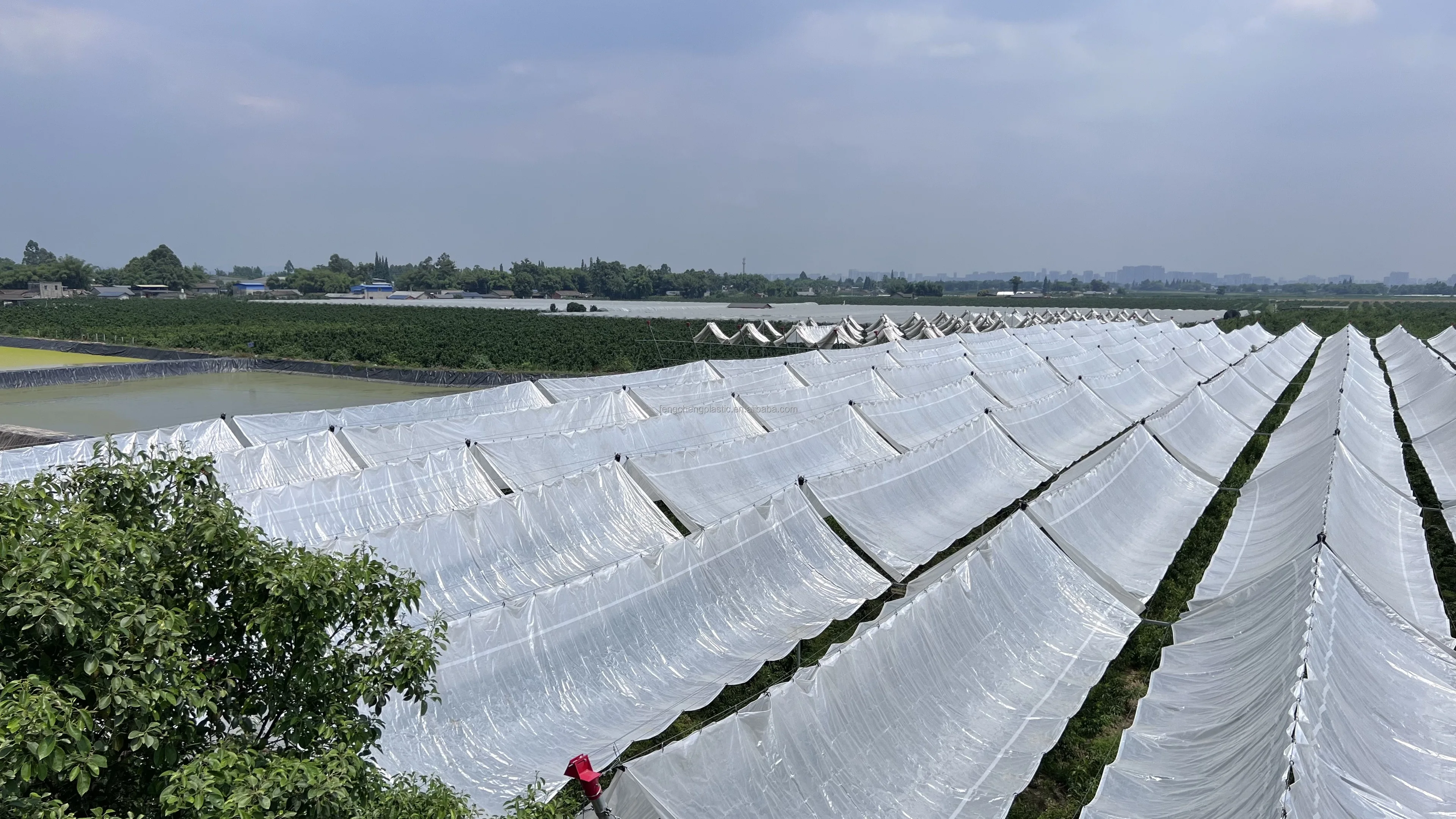 Anti Uv Transparent Pe Tarpaulin For Cherry Tree Protection Cover - Buy ...