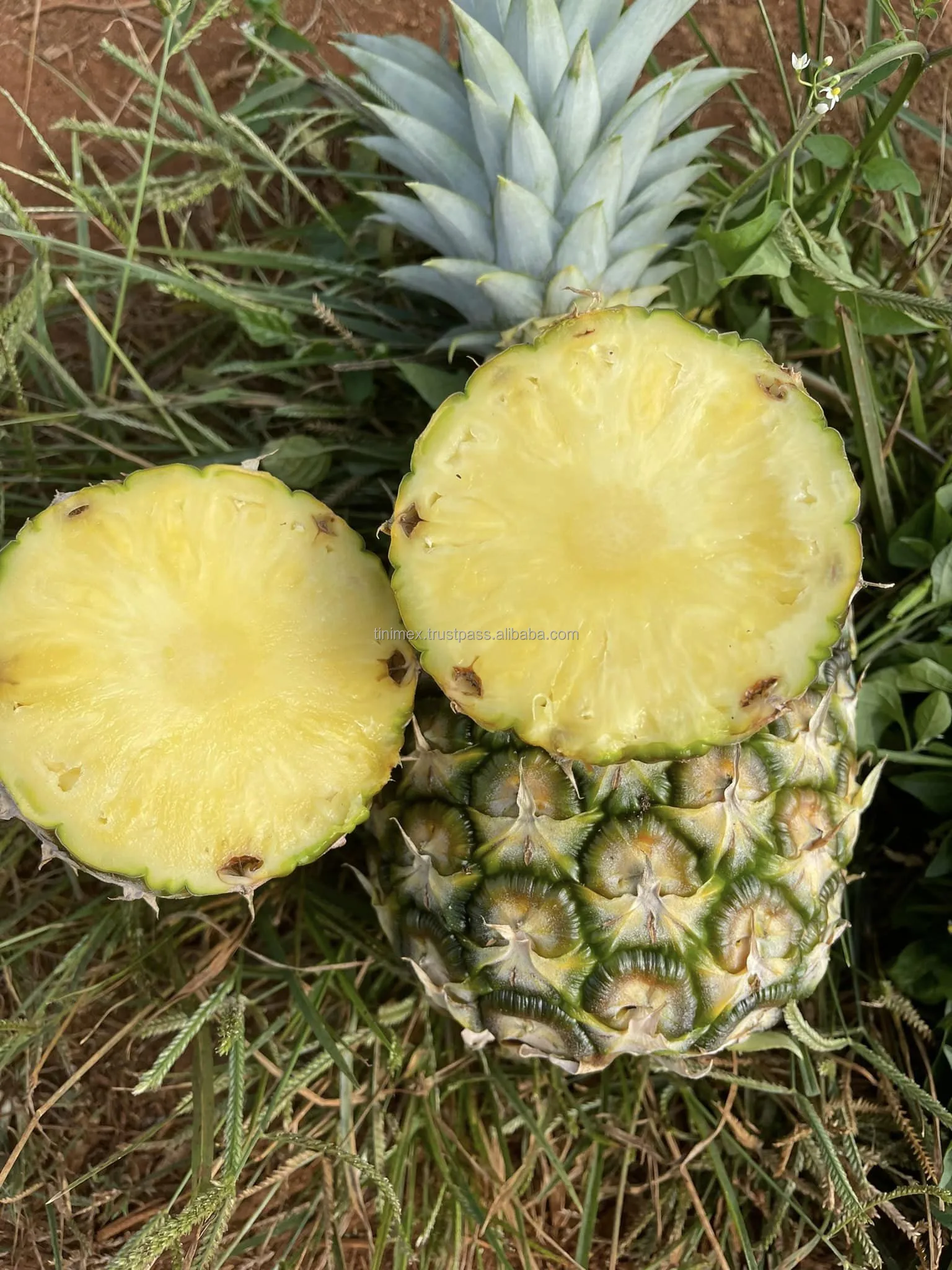 Fresh Pineapple Fruit/ Ananas Comosus/ Fresh Pineapple (wa 0084366808683) - Buy Fresh Queen ...