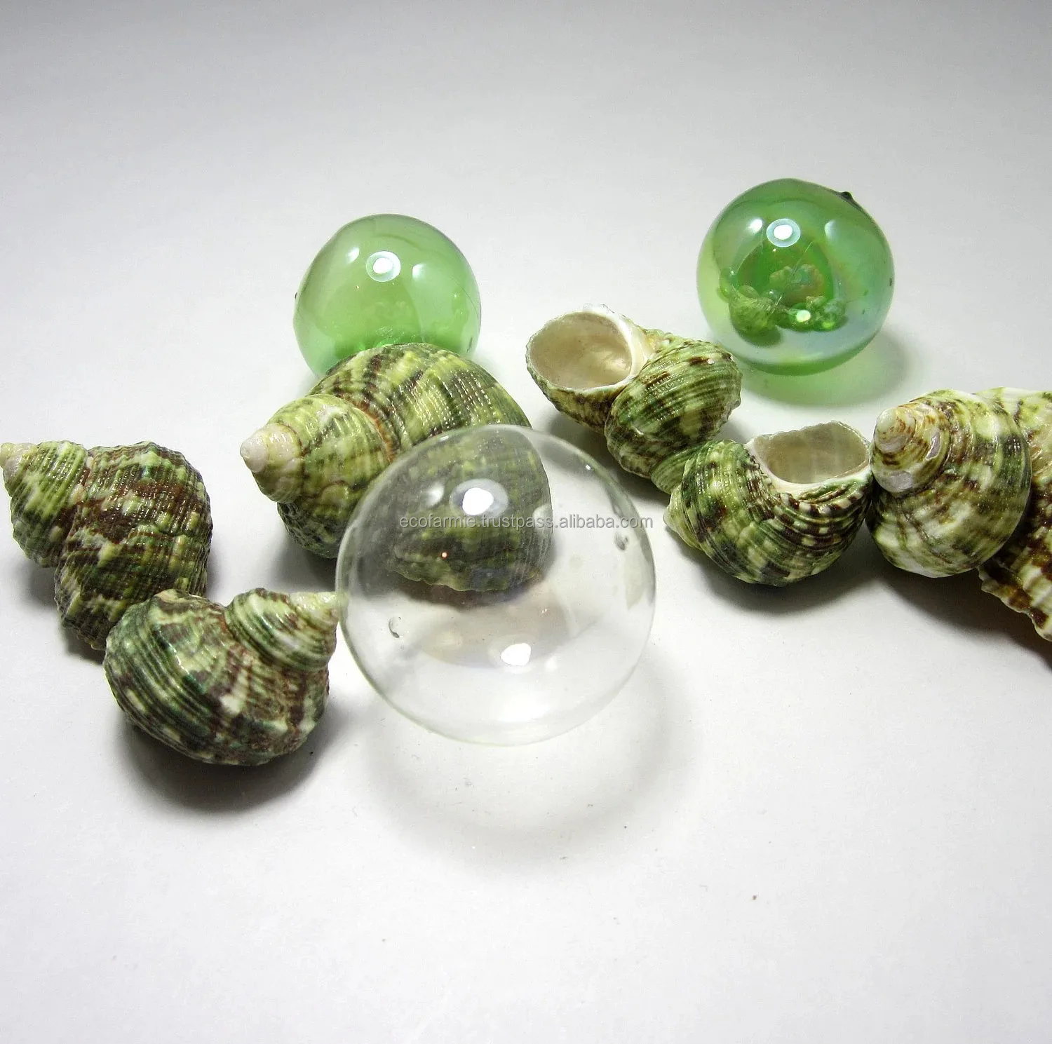 Large Crown Triton Conch Shells - Natural Eco-Friendly Seashells for ...