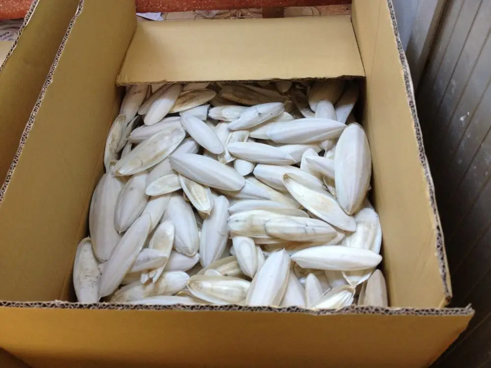 High Quality Cuttle Fish Bone/ Cuttlebone/ Squid Bone From Vietnam ...