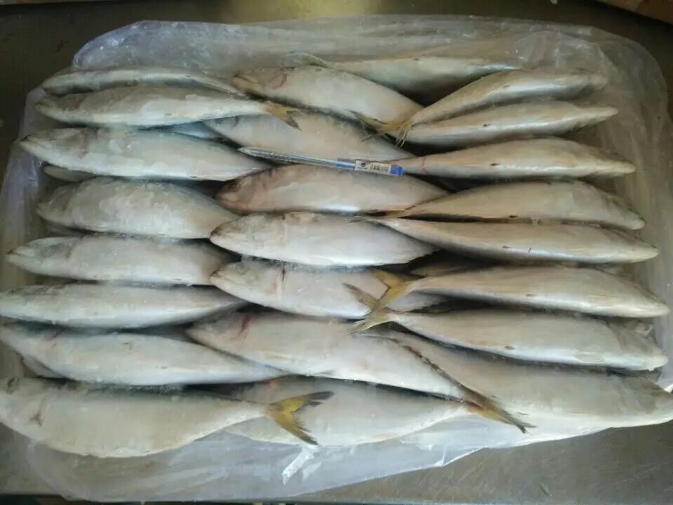 Frozen Short Bodied Mackerel Fish - Indian Mackerel from Vietnam with ...
