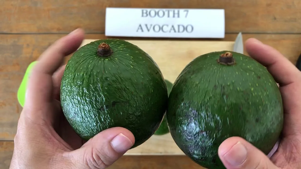 High Tropical Fruit New 2022 Booth Avocado Made in Vietnam