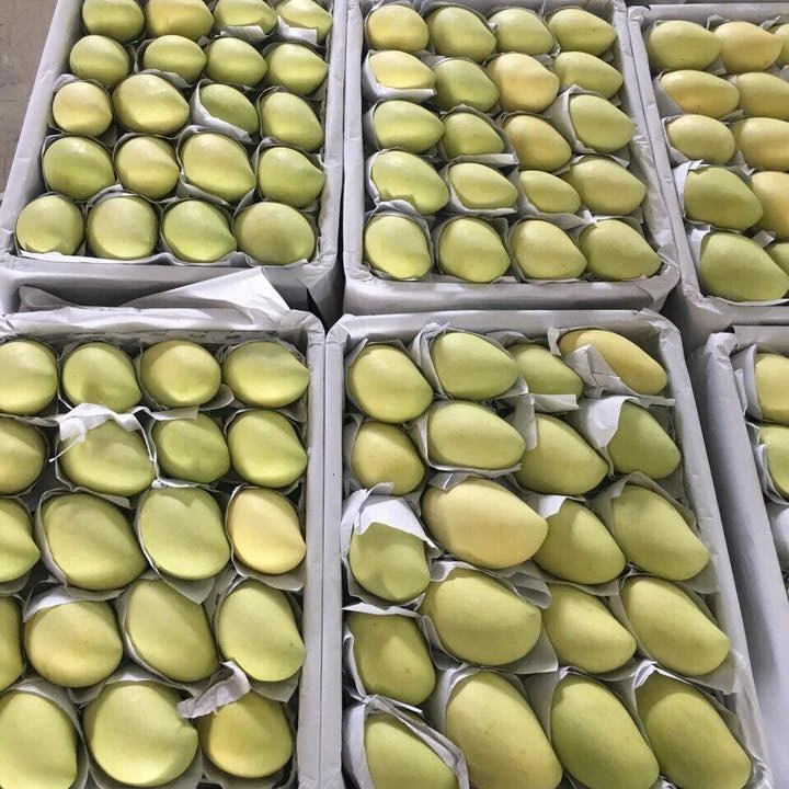 Fresh Mangopremium Quality Mango 100% Fresh Fruits - Linda Whatsap 0084 ...