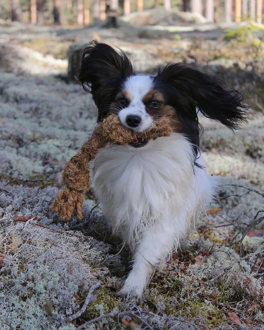 Natural Coconut Chew Rope for Dogs - Durable & Healthy