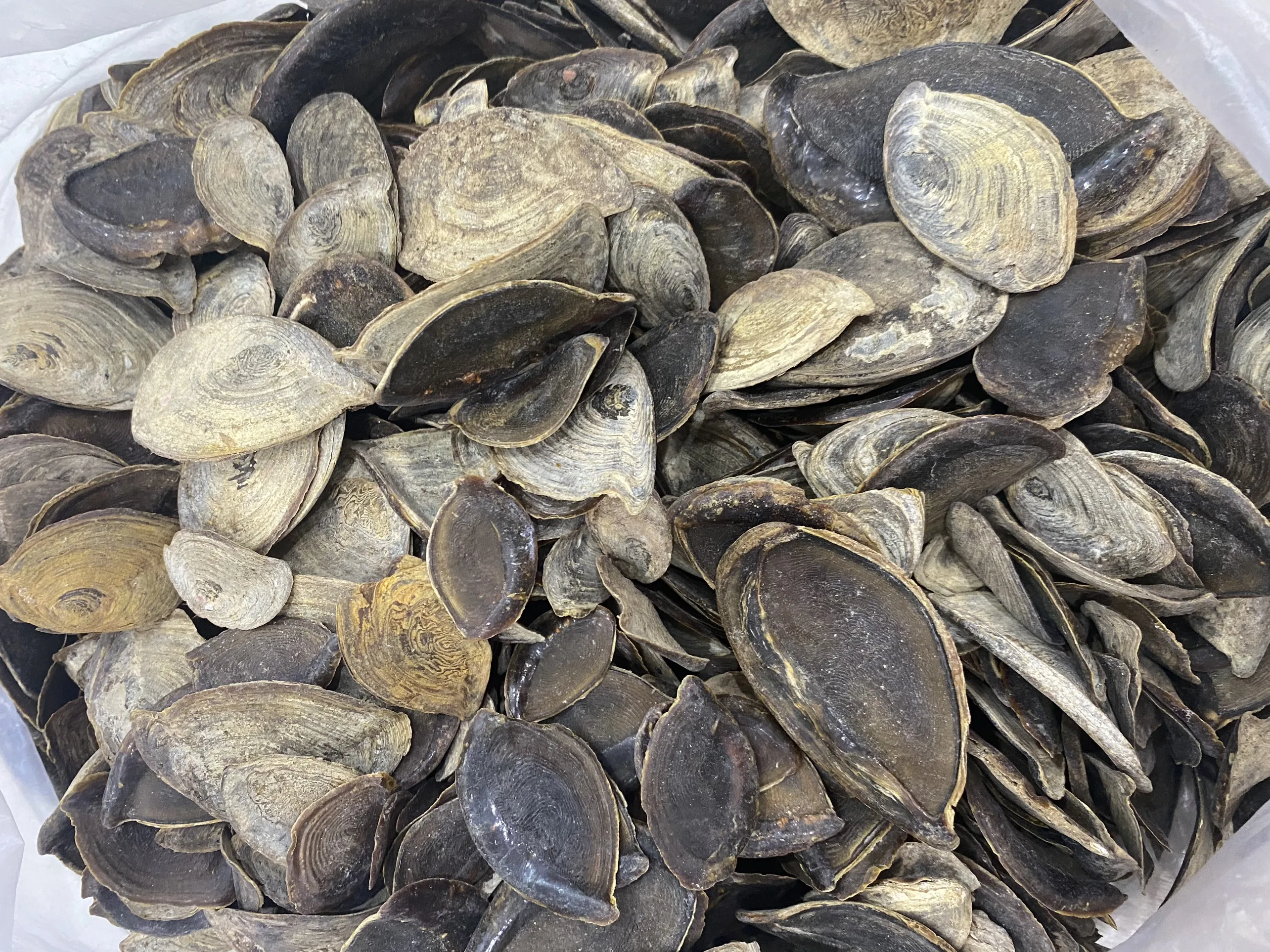 Natural Milleped Spider Conch Operculum In Vietnam For Making Perfume ...