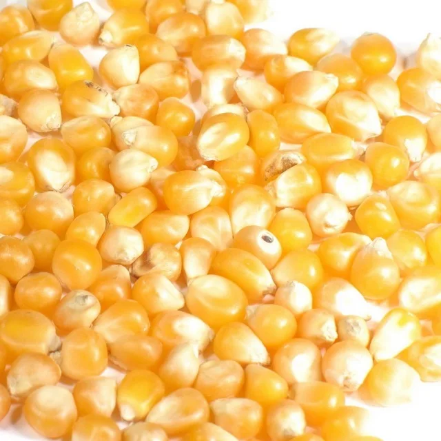 Yellow Corn/ Yellow Corn For Human Consumption Gmo Yellow Corn/ Yellow ...