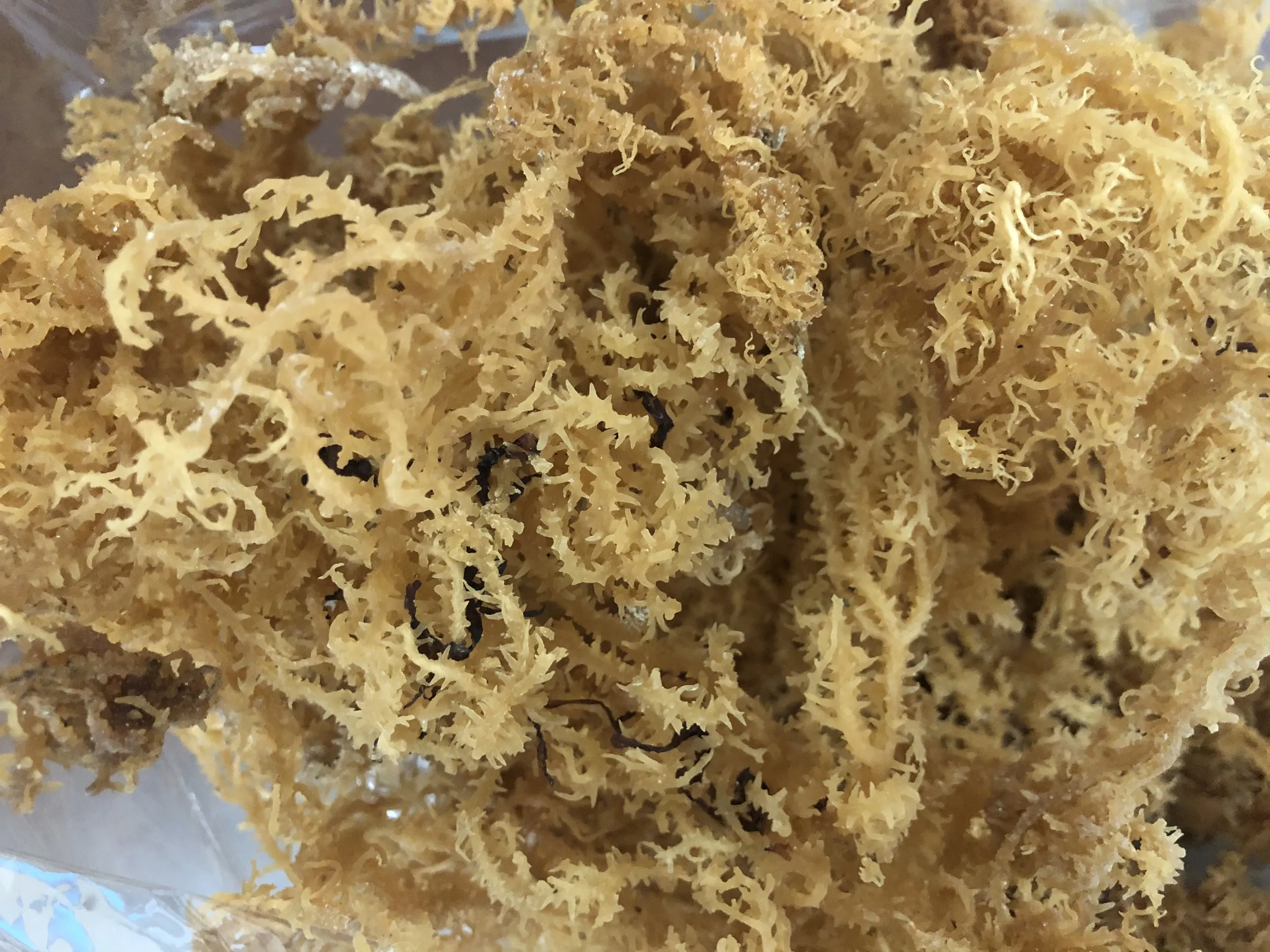 High Quality Dried Sea Moss,Super Attractive Price,Naturally Dried,100% ...