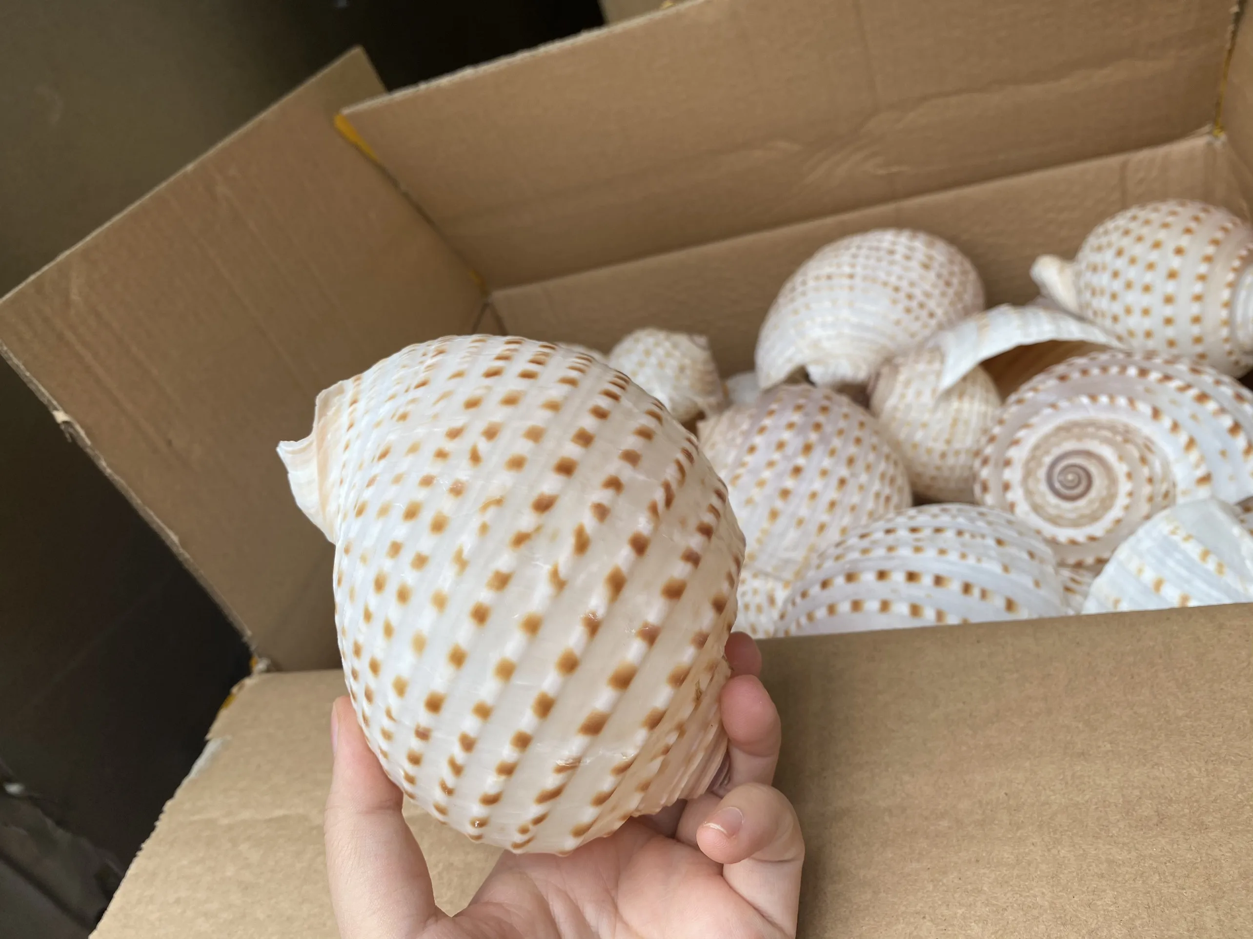 Polished Seashells - Abalone Shells from Vietnam Beach