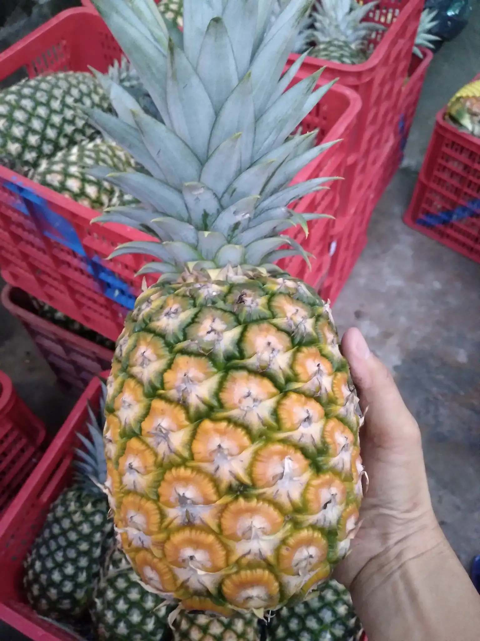 Fresh Pineapple from Vietnam - Export with Competitive Price