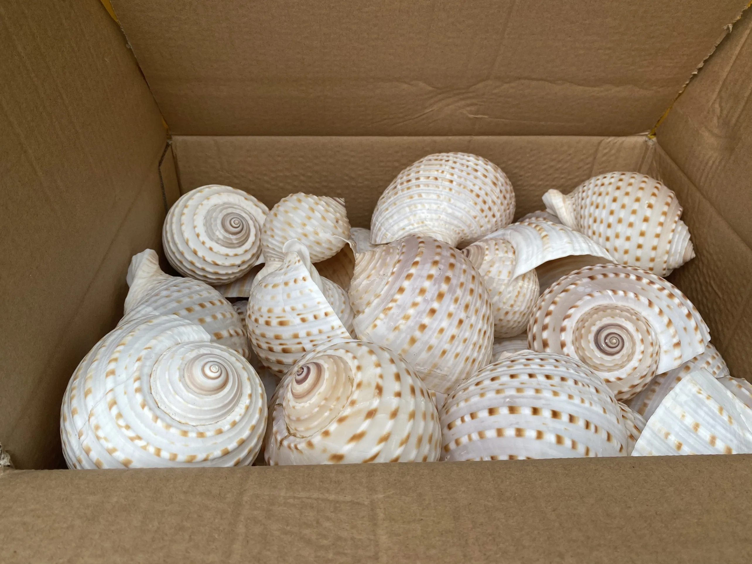 Polished Seashells - Abalone Shells from Vietnam Beach