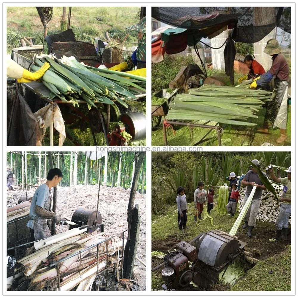 Banana Stem Fiber Extracting Machine - High Productivity