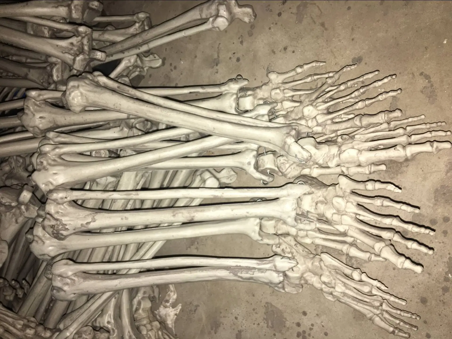 165cm Halloween Skeleton - Realistic Plastic Decoration