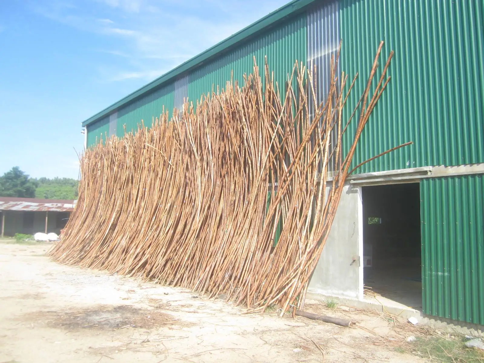 Manau Rattan Poles from Vietnam - Durable and Versatile
