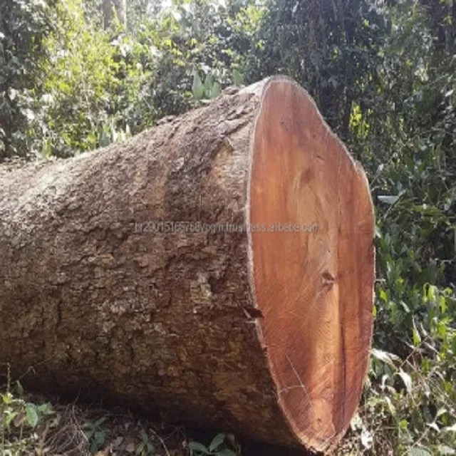 Kiaat Or Muninga Or Mukwa Wood (pterocarpus Angolensis) Square And ...