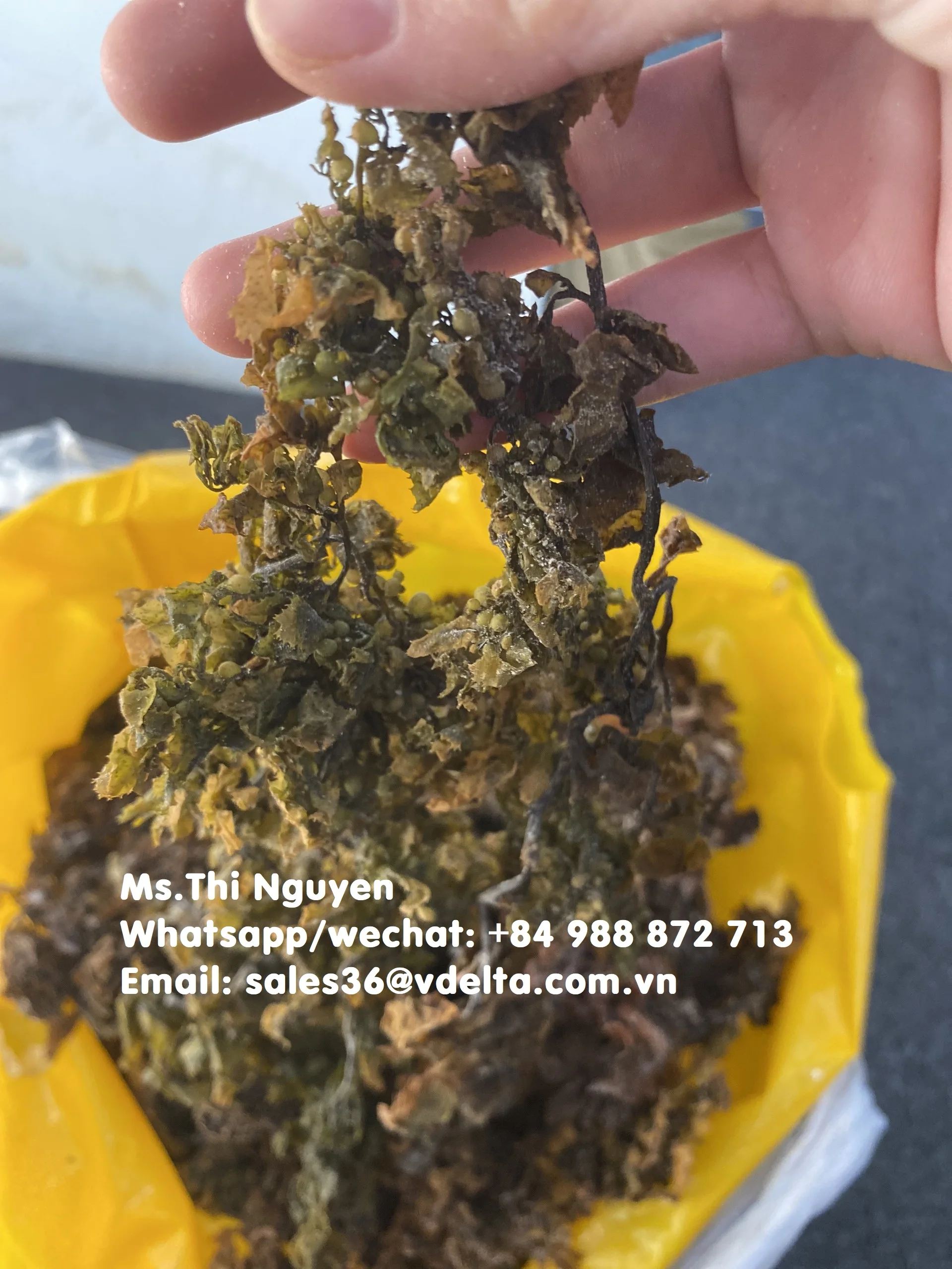 Seasoned Sargassum Seaweed - Diverse Varieties for Cosmetics & Fertilizer