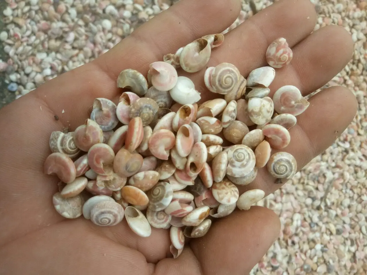 Polished Seashells - Abalone Shells from Vietnam Beach