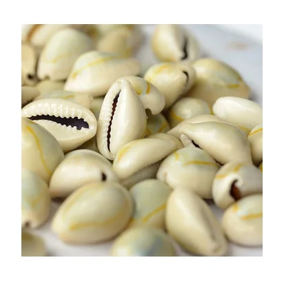 Cheap Price Natural Cowrie Cowry Shell - Buy Cowrie Shell Snail Shell ...
