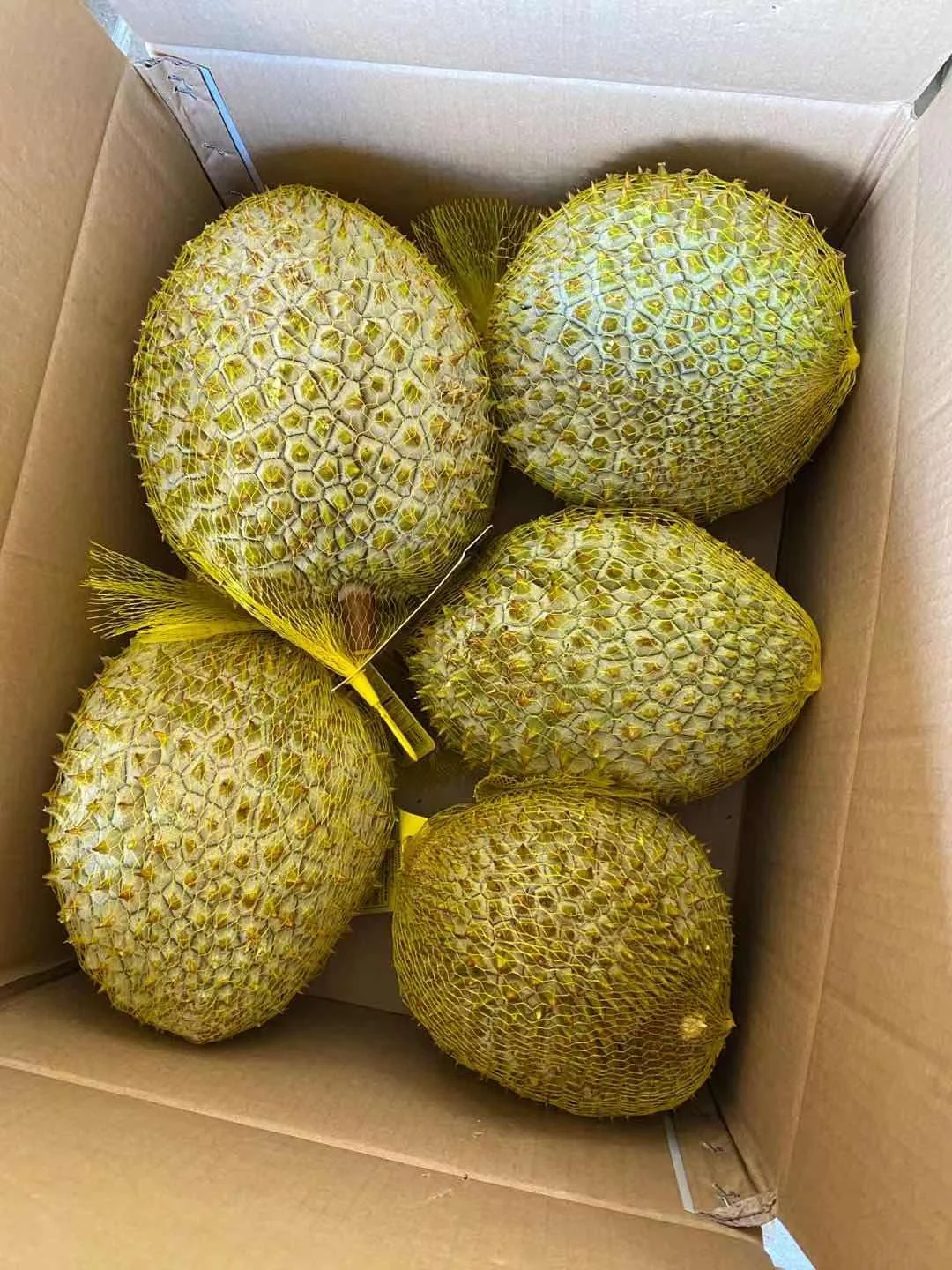 Fresh Durian Fruit /fresh Durian Monthong/ Frozen Durian - Buy Fresh ...