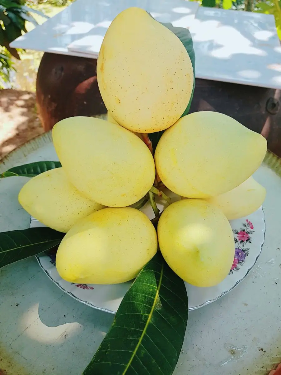 High Quality Yellow Color Tropical Fresh Fruit Cat Chu/kaew Mango Fresh ...