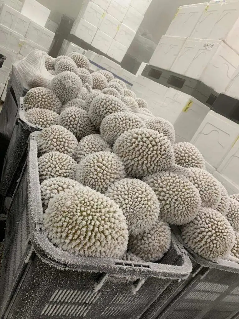 Fresh Musang King Durian / Fresh Durian Ri6/ Fresh Durian Best Price ...